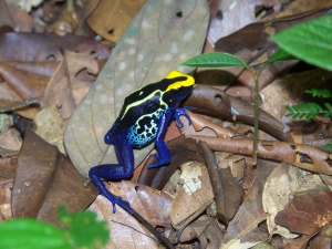 Species Family Dendrobatidae | Biodiversity Database Suriname