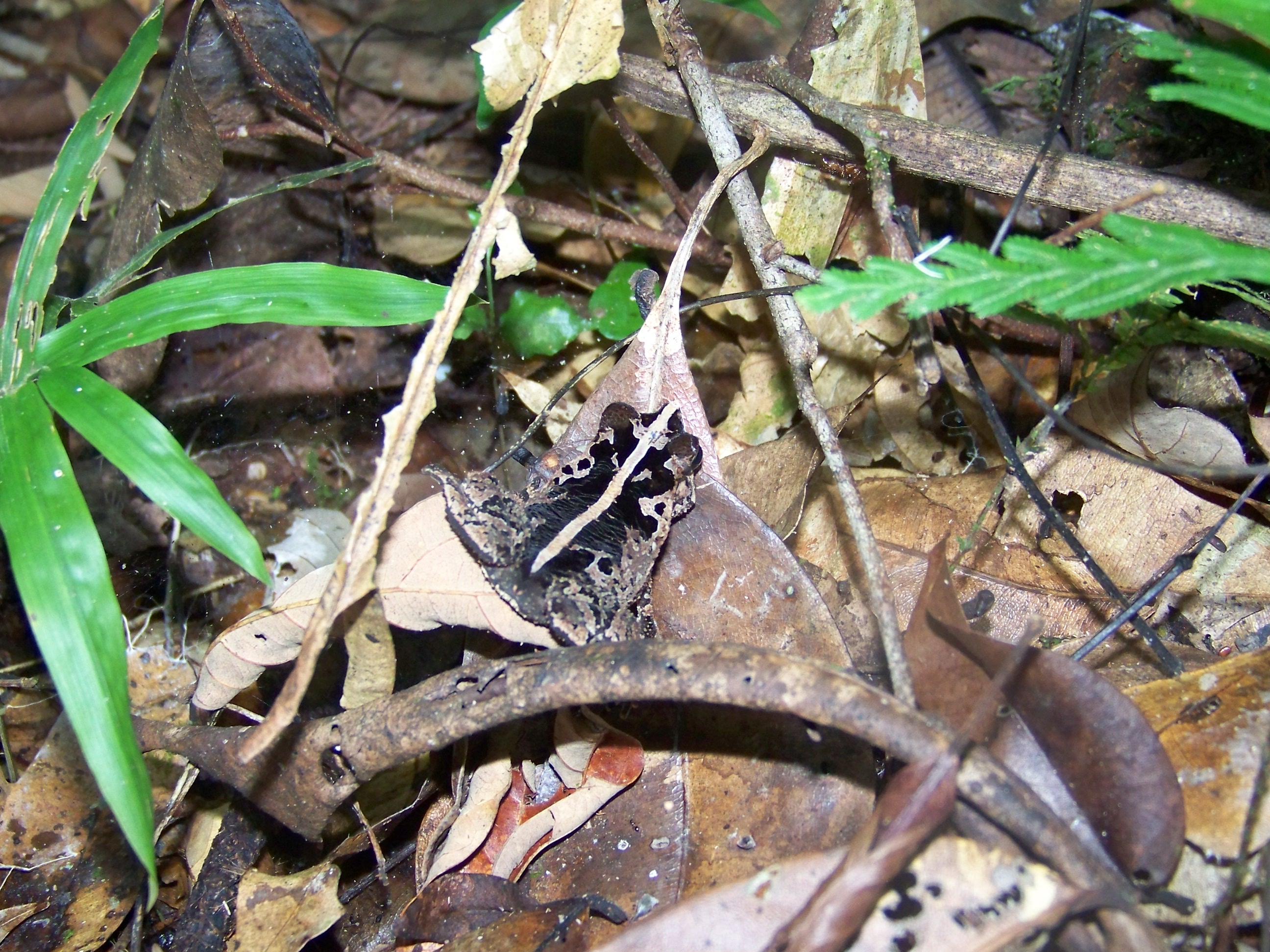 Guiana shield Leaf Toad | Biodiversity Database Suriname